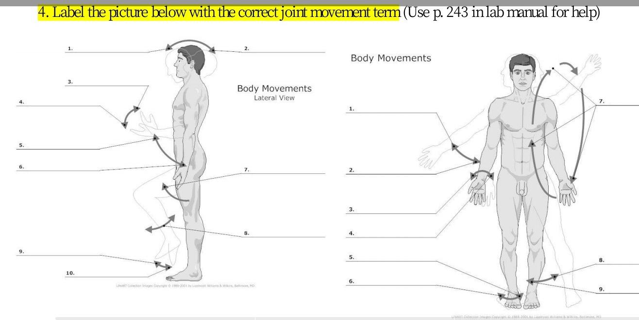 Solved 4. Label the picture below with the correct joint | Chegg.com