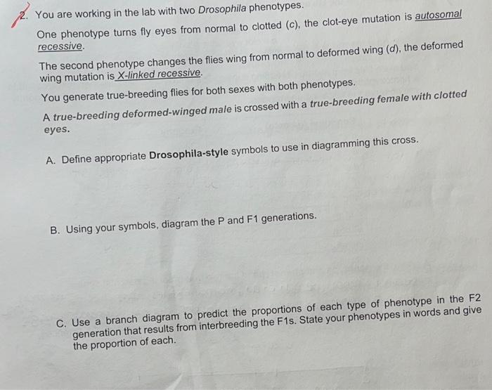 Solved You are working in the lab with two Drosophila | Chegg.com