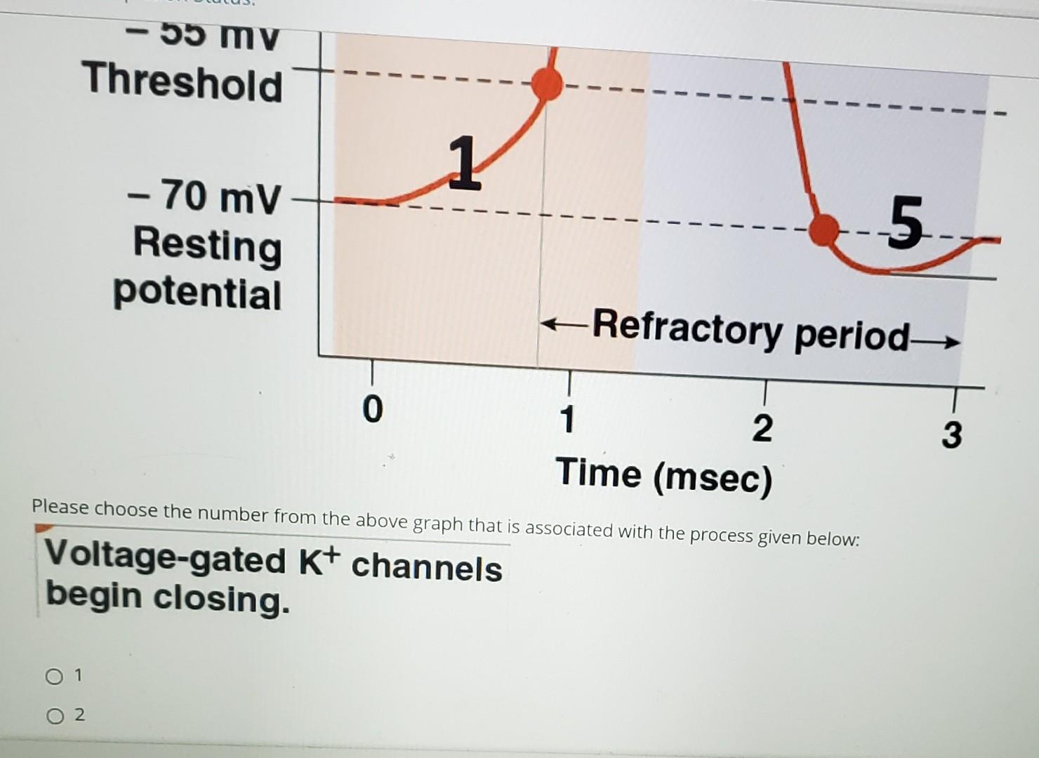 Solved Action Potential Depolarization Repolarization + 30 | Chegg.com