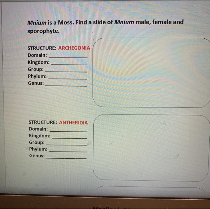 Solved Mnium is a Moss. Find a slide of Mnium male, female | Chegg.com