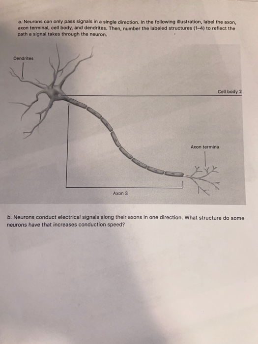 Solved I need help with 2 questions please for a. number the | Chegg.com