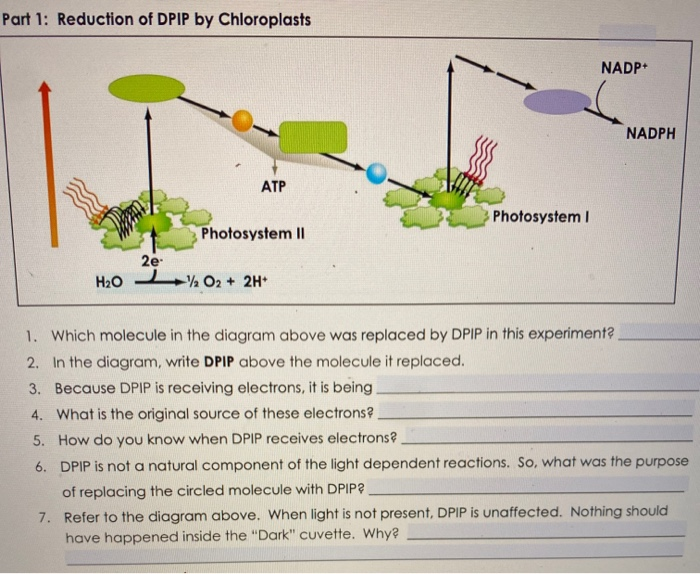Part 1: Reduction of DPIP by Chloroplasts NADP+ NADPH | Chegg.com