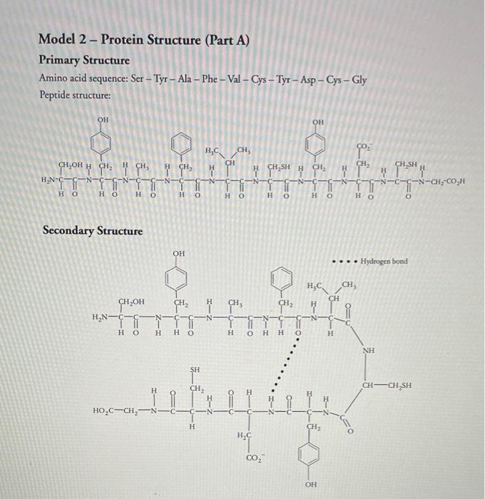 Solved Model 2 - Protein Structure (Part A) Primary | Chegg.com