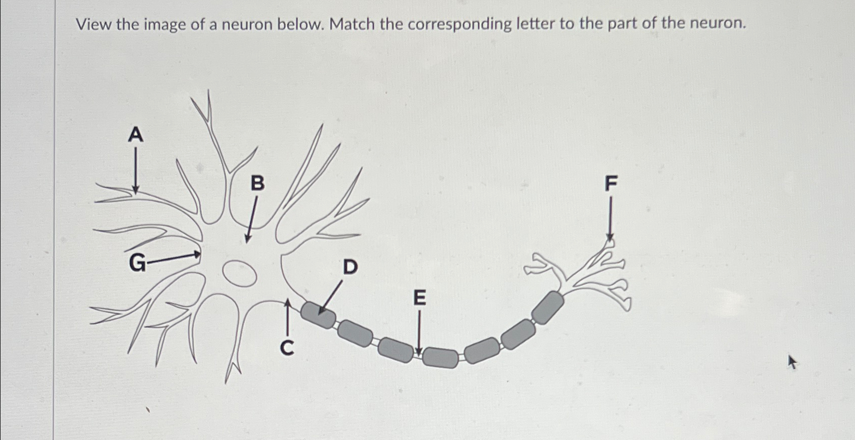 Solved View the image of a neuron below. Match the | Chegg.com