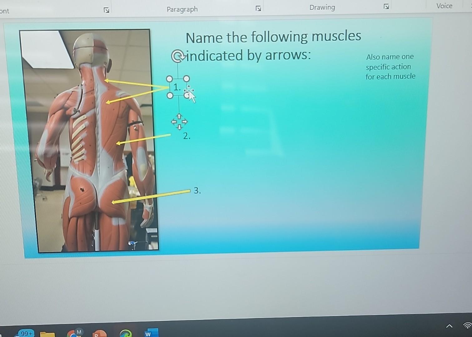 Solved 3 99+ W Name the following muscles indicated by | Chegg.com