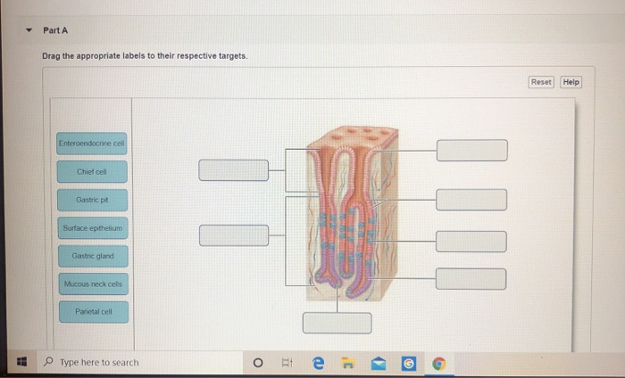 Solved Part A Drag the appropriate labels to their | Chegg.com