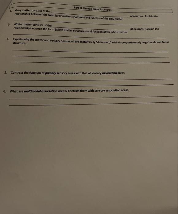 Solved Part III: Human Brain Structures 1. Gray matter | Chegg.com