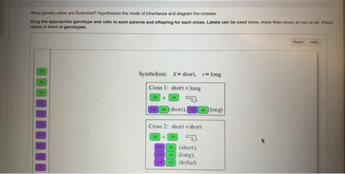 Solved What genetic ratios are illustrated? Hypothesize the | Chegg.com