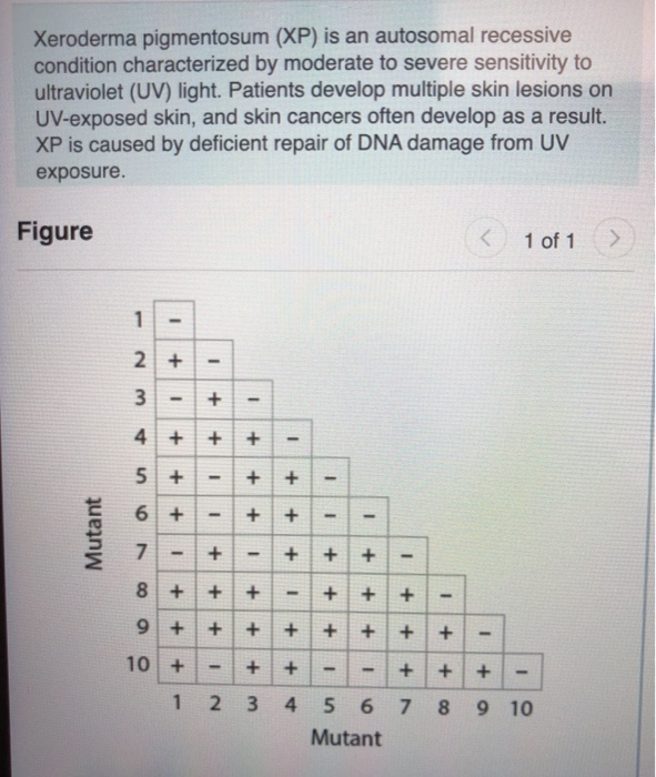 Xeroderma pigmentosum (XP) is an autosomal recessive | Chegg.com