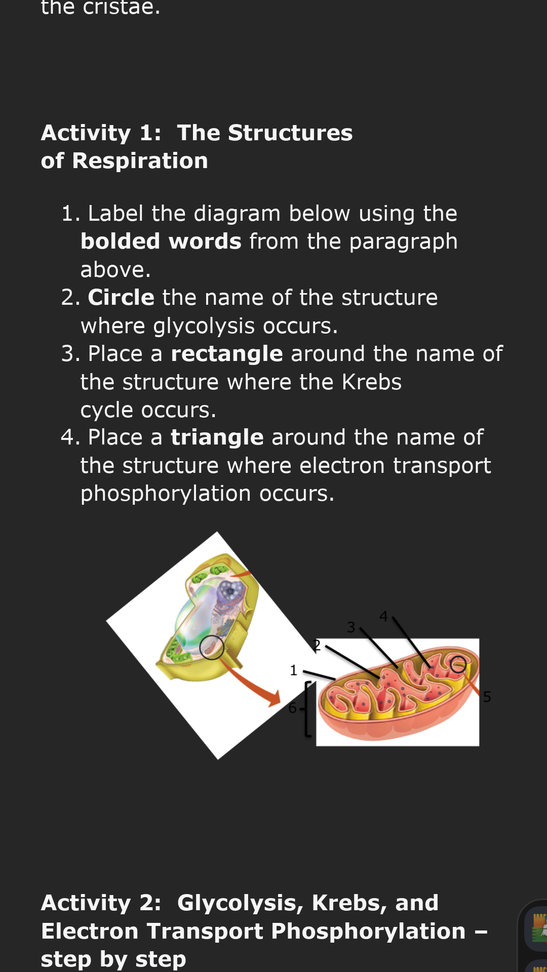 Solved Activity 1: The Structures of Respiration 1. Label | Chegg.com