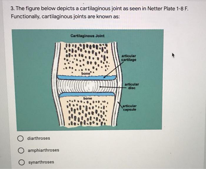 Solved 1. Fibrous joints as shown below and in Netter Plate | Chegg.com