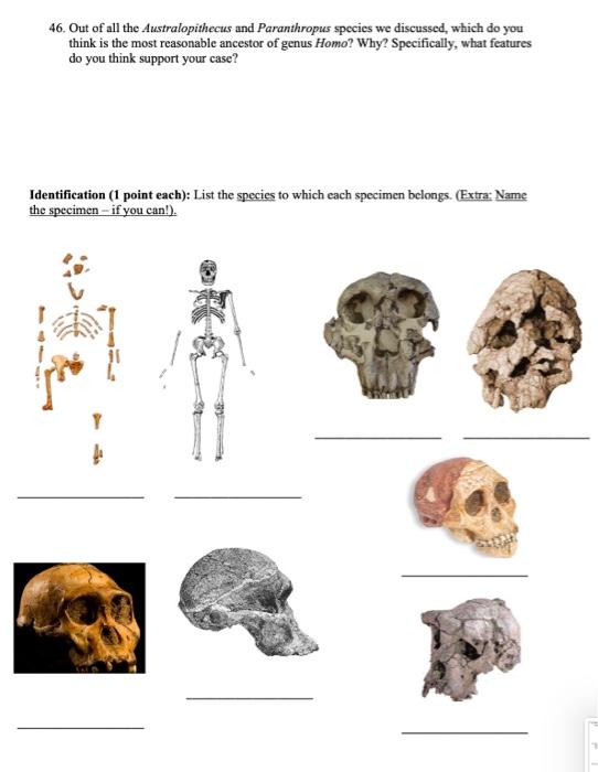 Solved 46. Out of all the Australopithecus and Paranthropus | Chegg.com