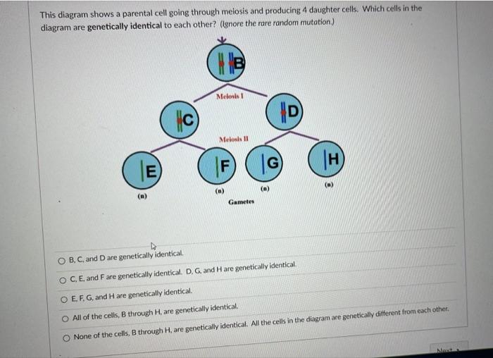 Solved This diagram shows a parental cell going through | Chegg.com