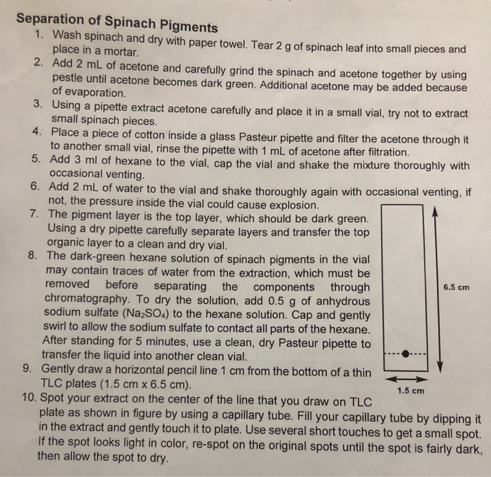 Solved Separation of Spinach Pigments 1. Wash spinach and | Chegg.com