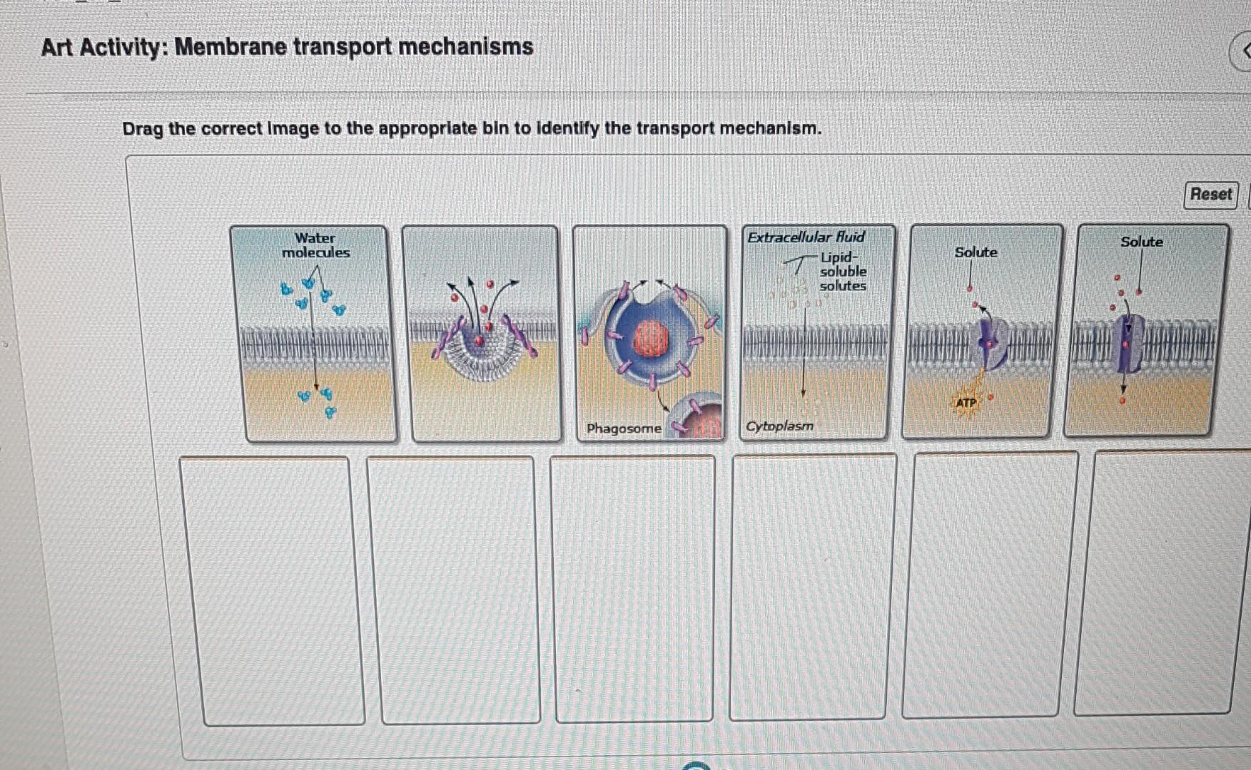 Solved Art Activity: Membrane transport mechanisms Drag the | Chegg.com