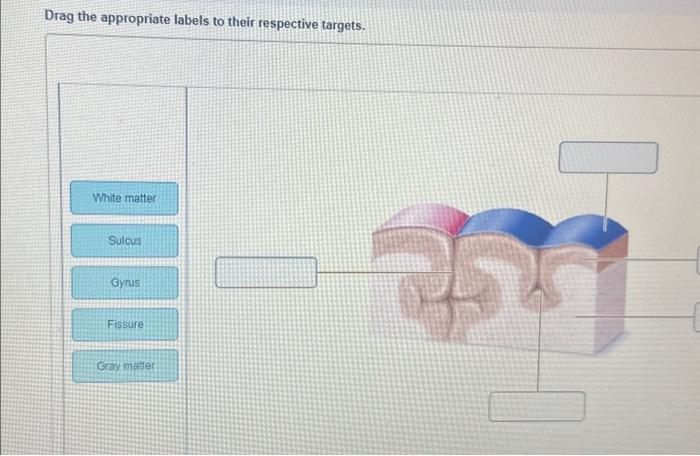 Solved Drag the appropriate labels to their respective | Chegg.com