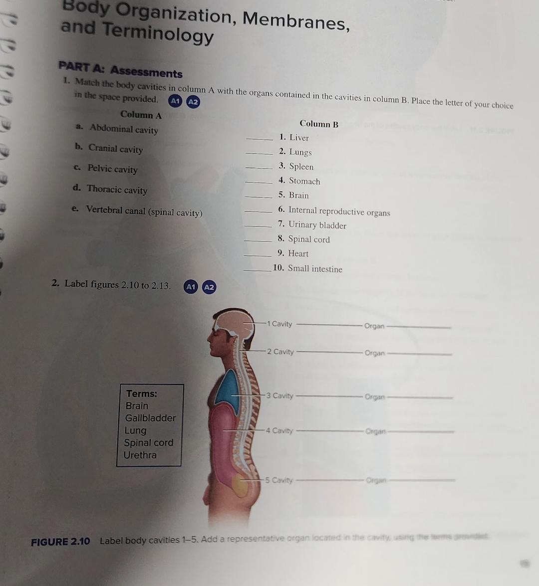Solved Body Organization, Membranes, and TerminologyPART A: | Chegg.com