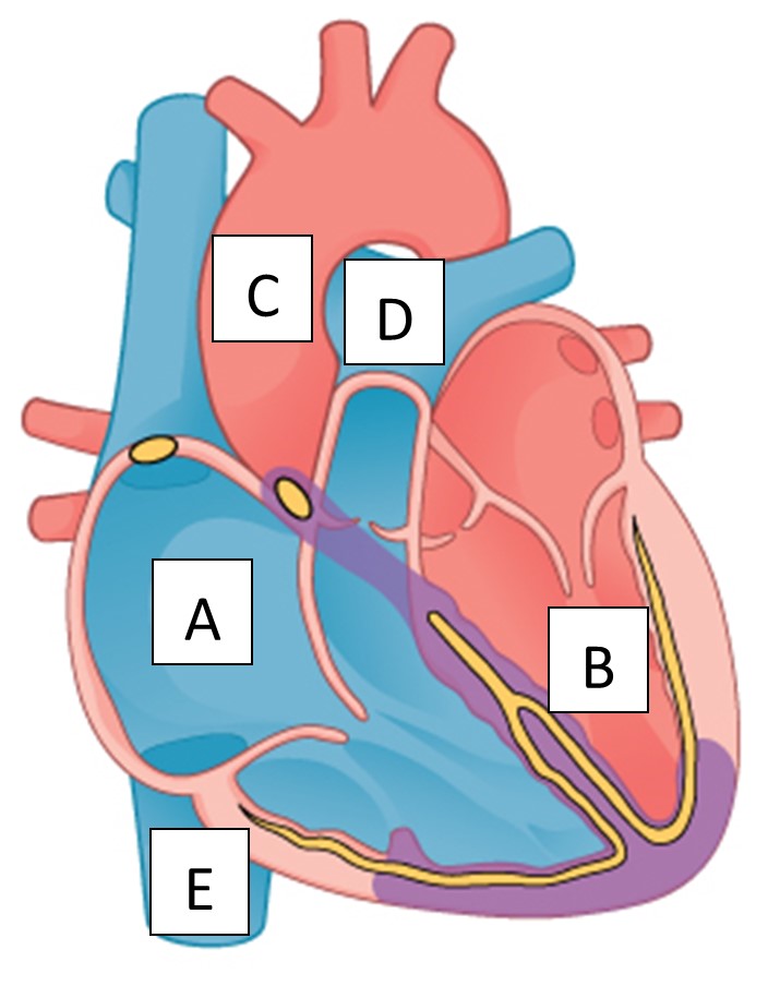 Solved The diagram below shows the heart in the circulatory | Chegg.com