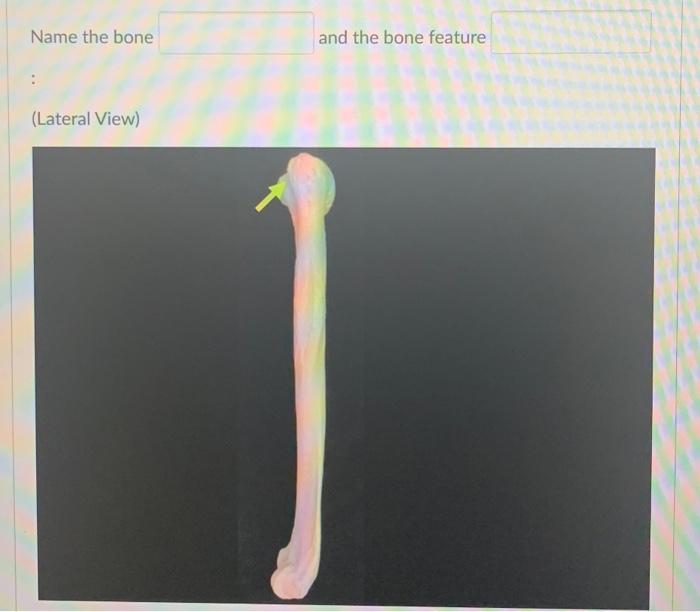 Solved Name the bone and the bone feature (Anterior | Chegg.com