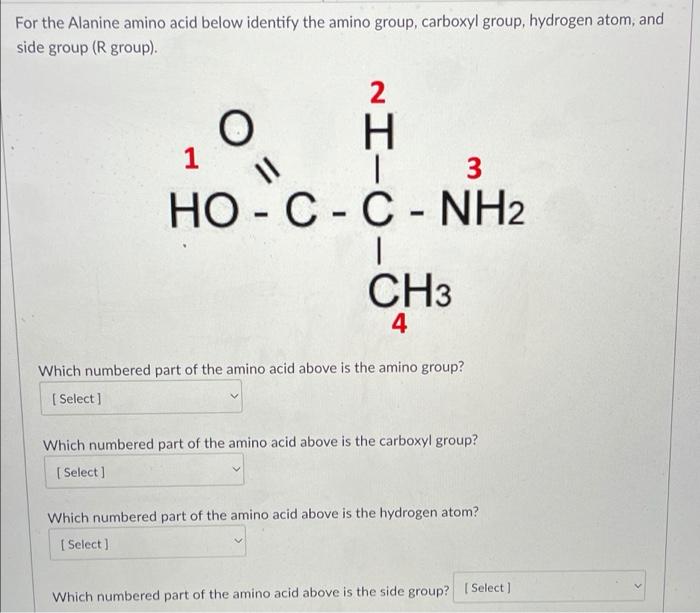 Solved For the Alanine amino acid below identify the amino | Chegg.com