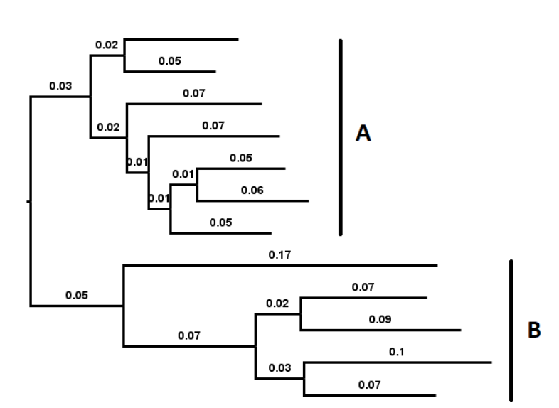 Solved According to this phylogeny, Clade A has experienced | Chegg.com