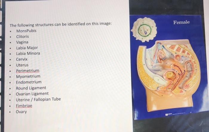Female . . . . The following structures can be | Chegg.com