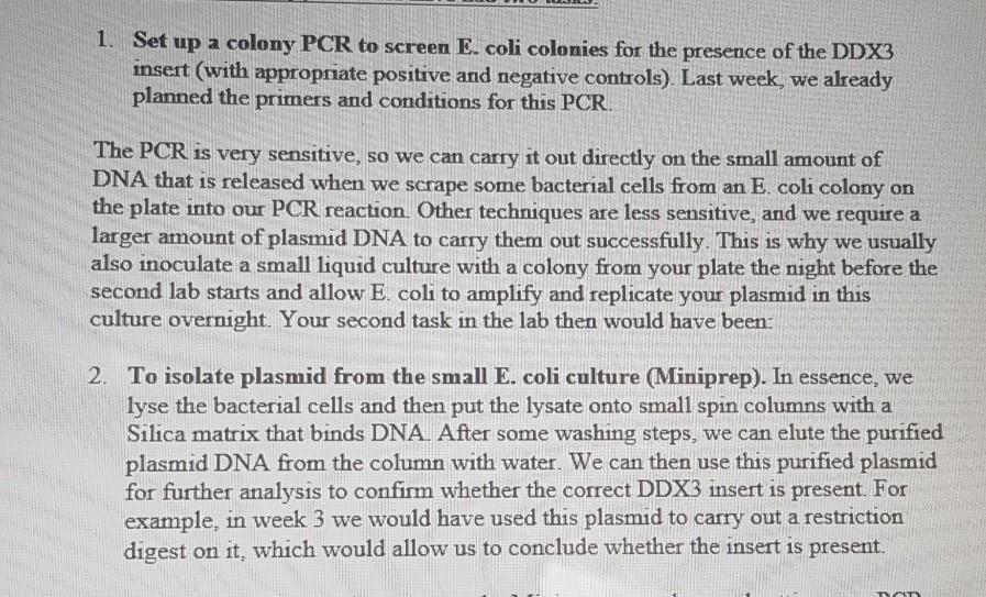 Solved 1. Set up a colony PCR to screen E. coli colonies for | Chegg.com