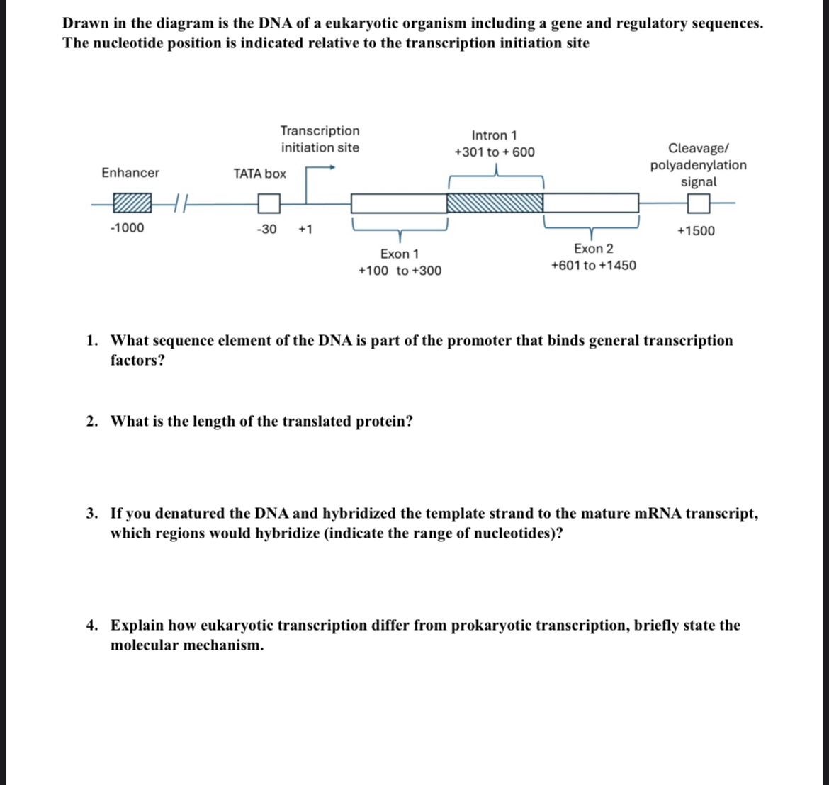 Solved Drawn in the diagram is the DNA of a eukaryotic | Chegg.com
