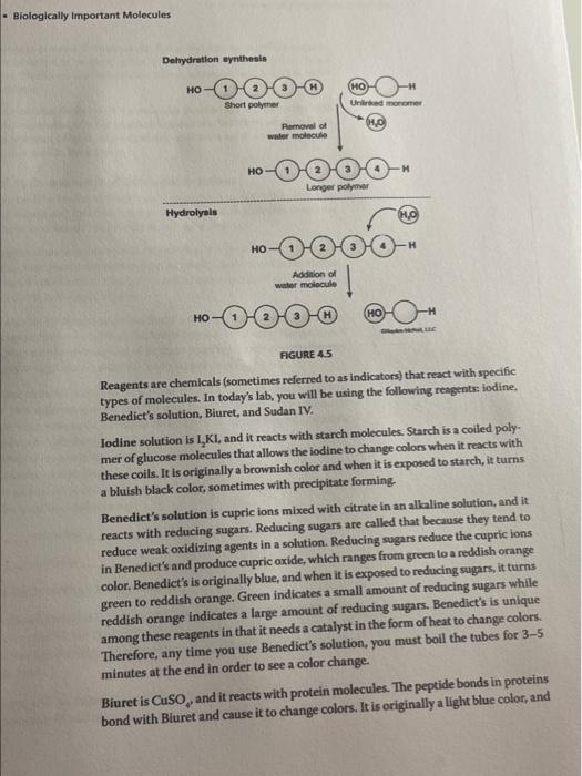 Biological Important Molecules BIO1005 20 points 1. | Chegg.com