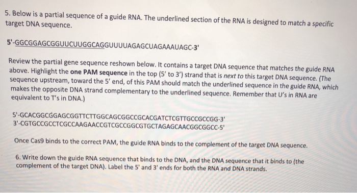 Solved 5. Below is a partial sequence of a guide RNA. The | Chegg.com