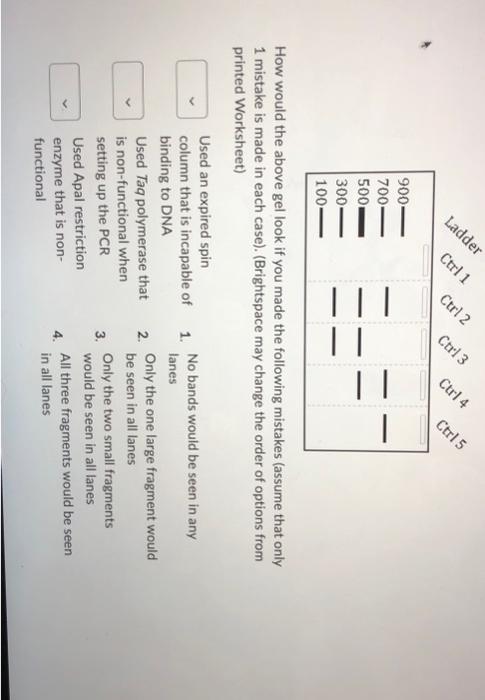 Solved You perform today's RFLP experiment using 5 different | Chegg.com