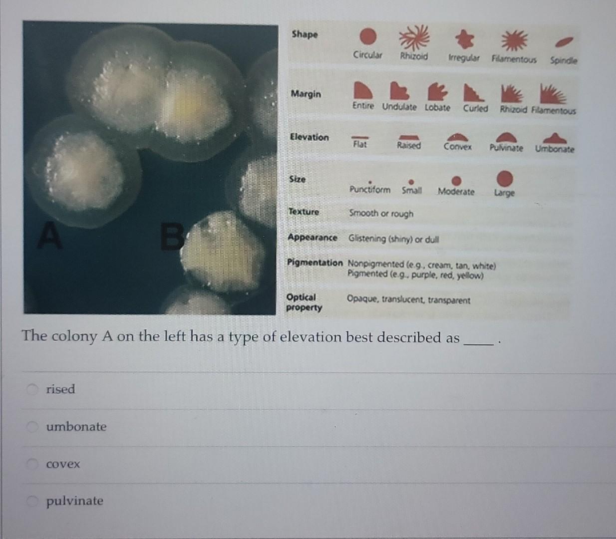Solved The colony A on the left has a type of elevation best | Chegg.com
