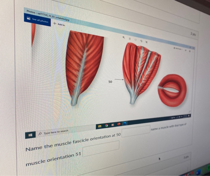 Solved hot-T7203002_ibes See photos + 50 name a muscle with | Chegg.com
