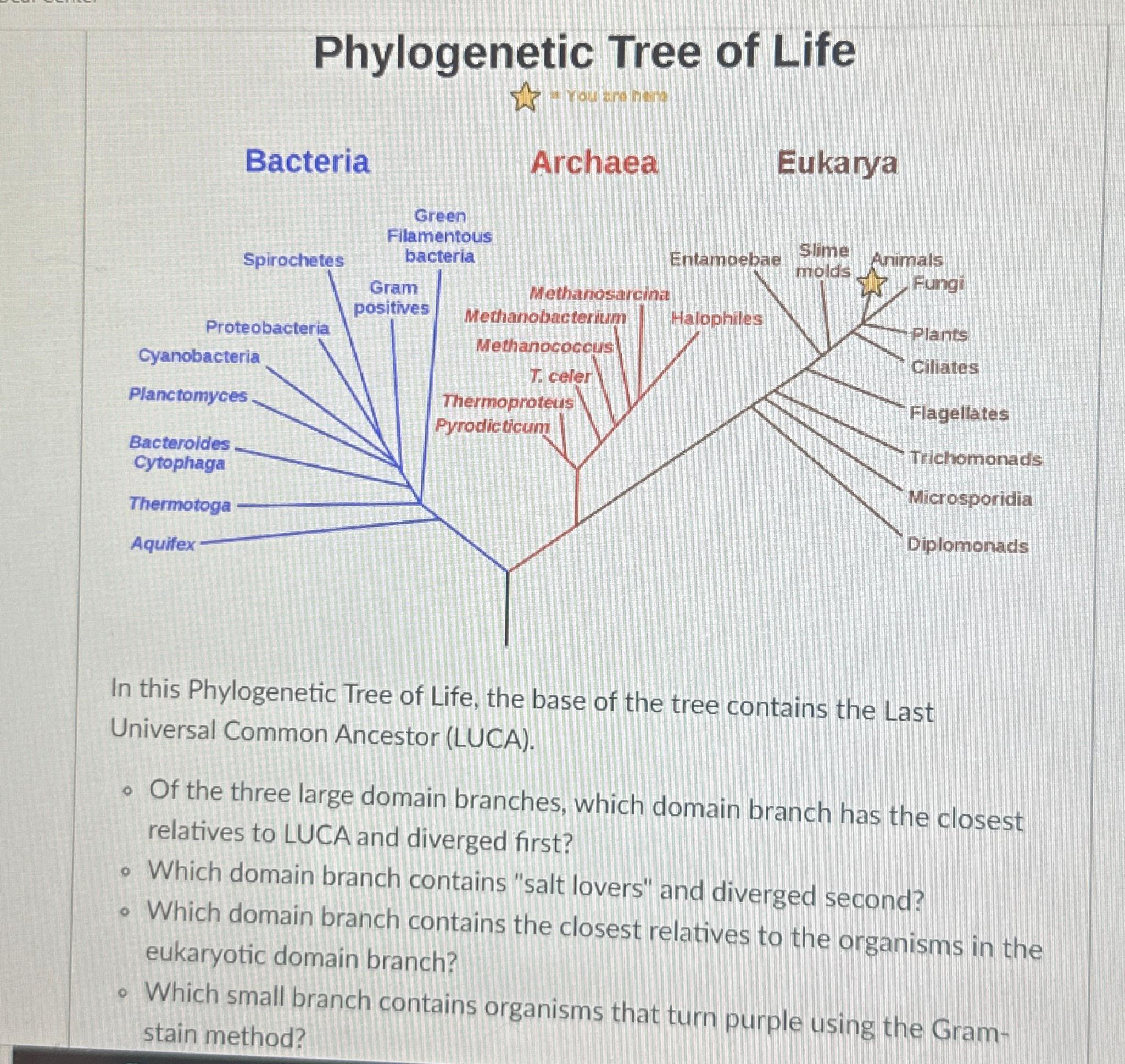 Solved Phylogenetic Tree of LifeIn this Phylogenetic Tree of | Chegg.com