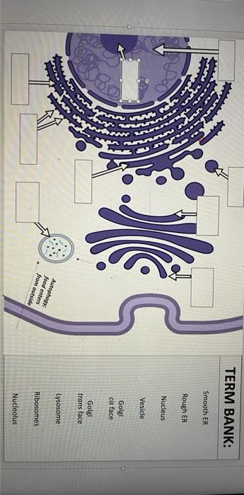 Solved Thylakoids Inner membrane Outer membrane | Chegg.com Solved Thylakoids Inner membrane Outer membrane | Chegg.com