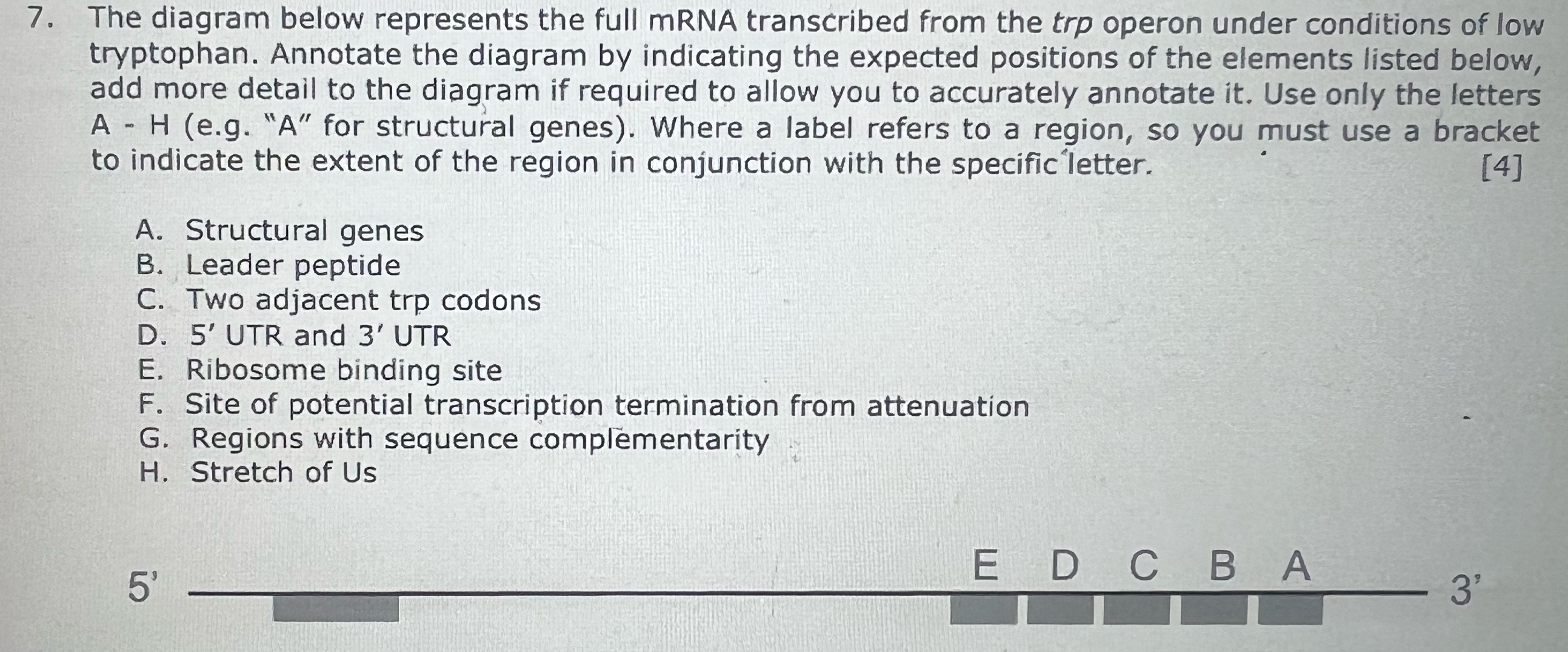 Solved The diagram below represents the full mRNA | Chegg.com
