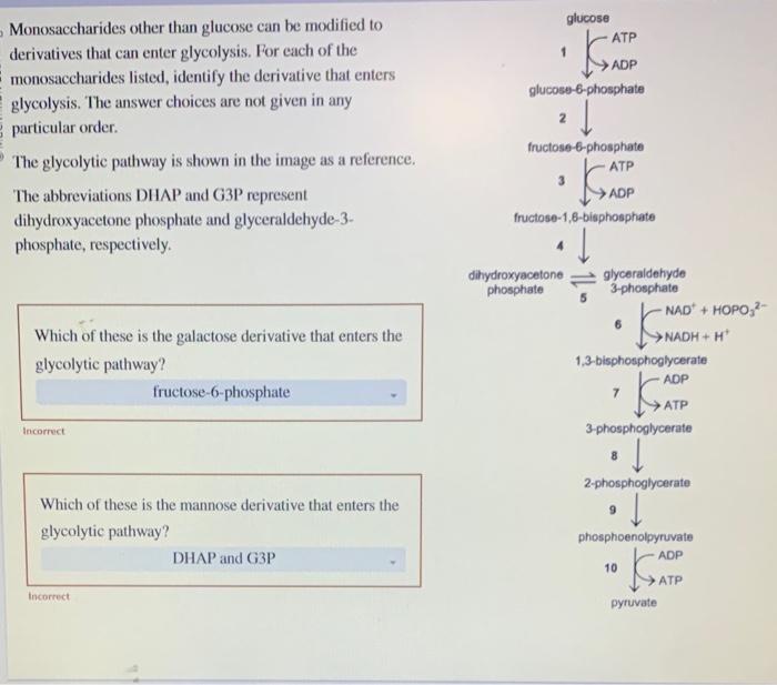 Solved Monosaccharides other than glucose can be modified to | Chegg.com