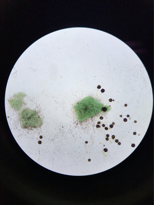Solved label which slides below are a fungi, protist algae | Chegg.com