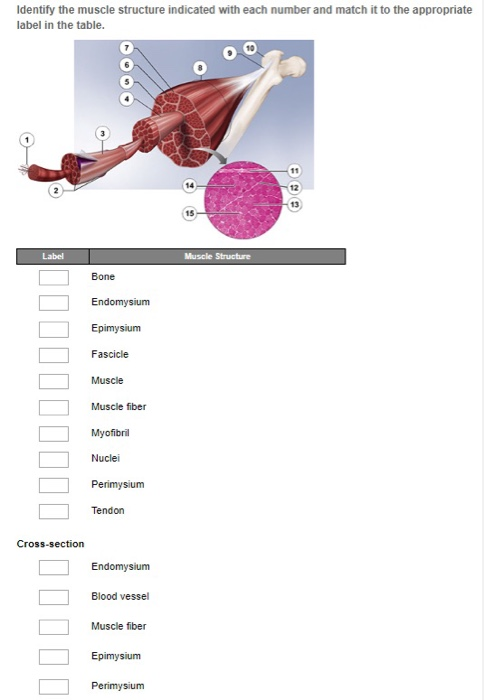 Solved Identify the muscle structure indicated with each | Chegg.com
