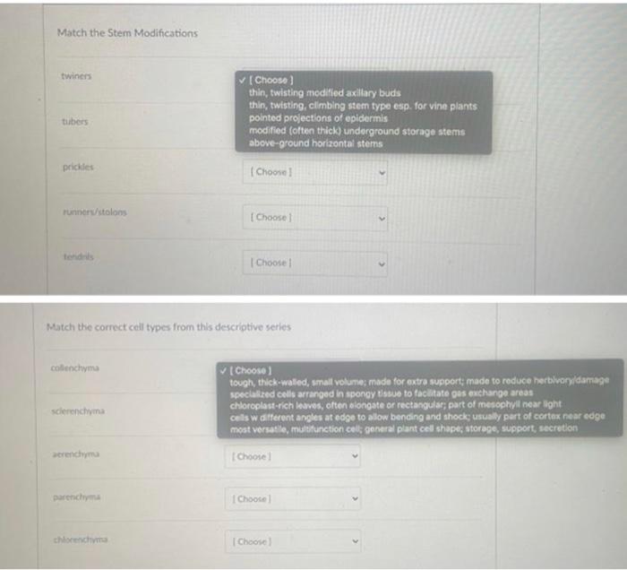 Solved Match the Stem Modifications twiners [Chooso) thin, | Chegg.com