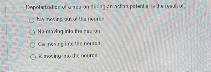 Solved Depolarization Of A Neuron During An Action Potential