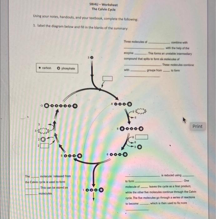 Solved 5814U - Worksheet The Calvin Cycle Using your notes, | Chegg.com