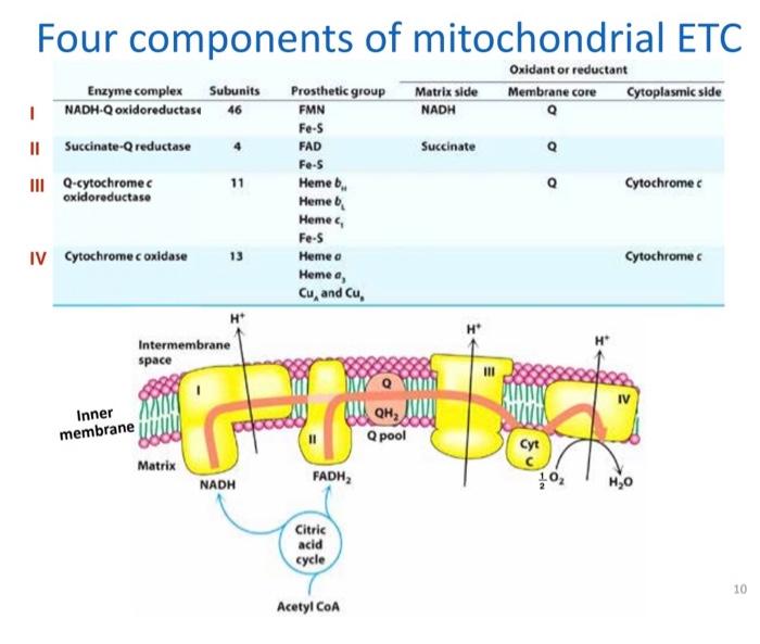 Four components of mitochondrial ETC Enzyme complex | Chegg.com