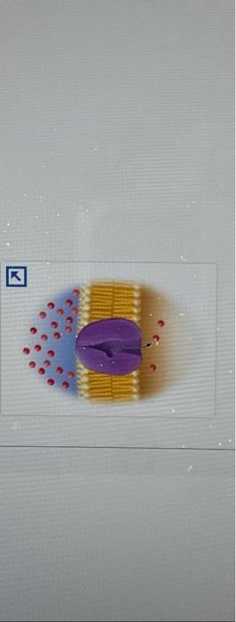 Solved Place the images into the correct order to represent | Chegg.com