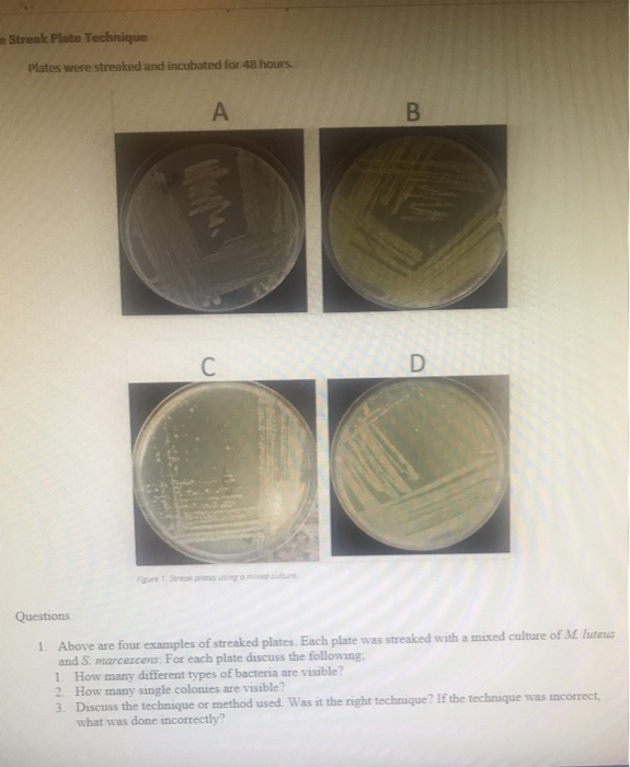 Solved Streak Plate Technique Plates were streaked and | Chegg.com