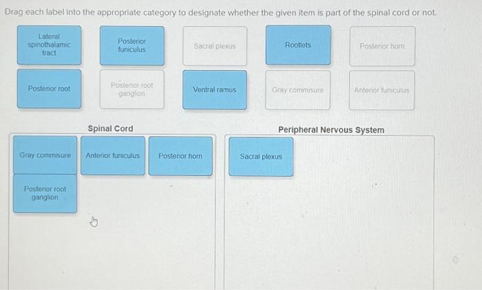 Solved Drag each label into the appropriate category to | Chegg.com