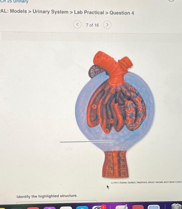 Solved 25 Urinary PAL: Models > Urinary System > Lab | Chegg.com