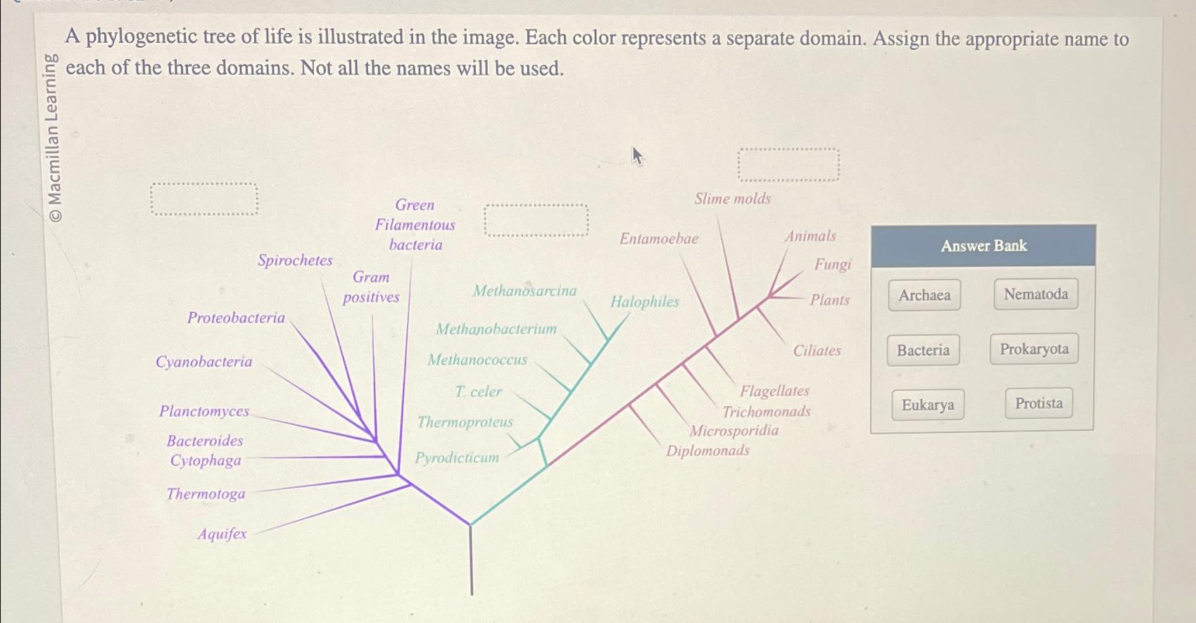 Solved A phylogenetic tree of life is illustrated in the | Chegg.com