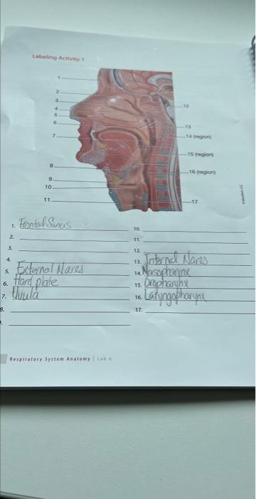 1. Frantalisinas 10. External Nares 12. Intrinal | Chegg.com