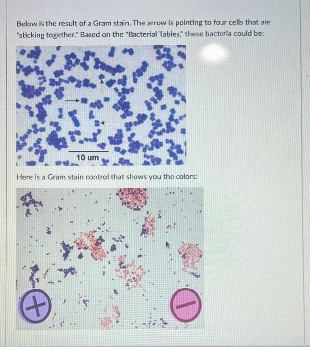 Solved Below is the result of a Gram stain. The arrow is | Chegg.com